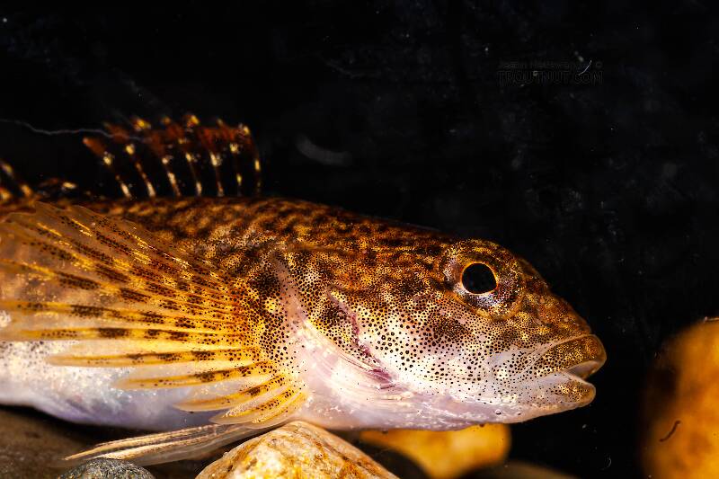 Cottidae (Sculpin) Fish Adult Pictures