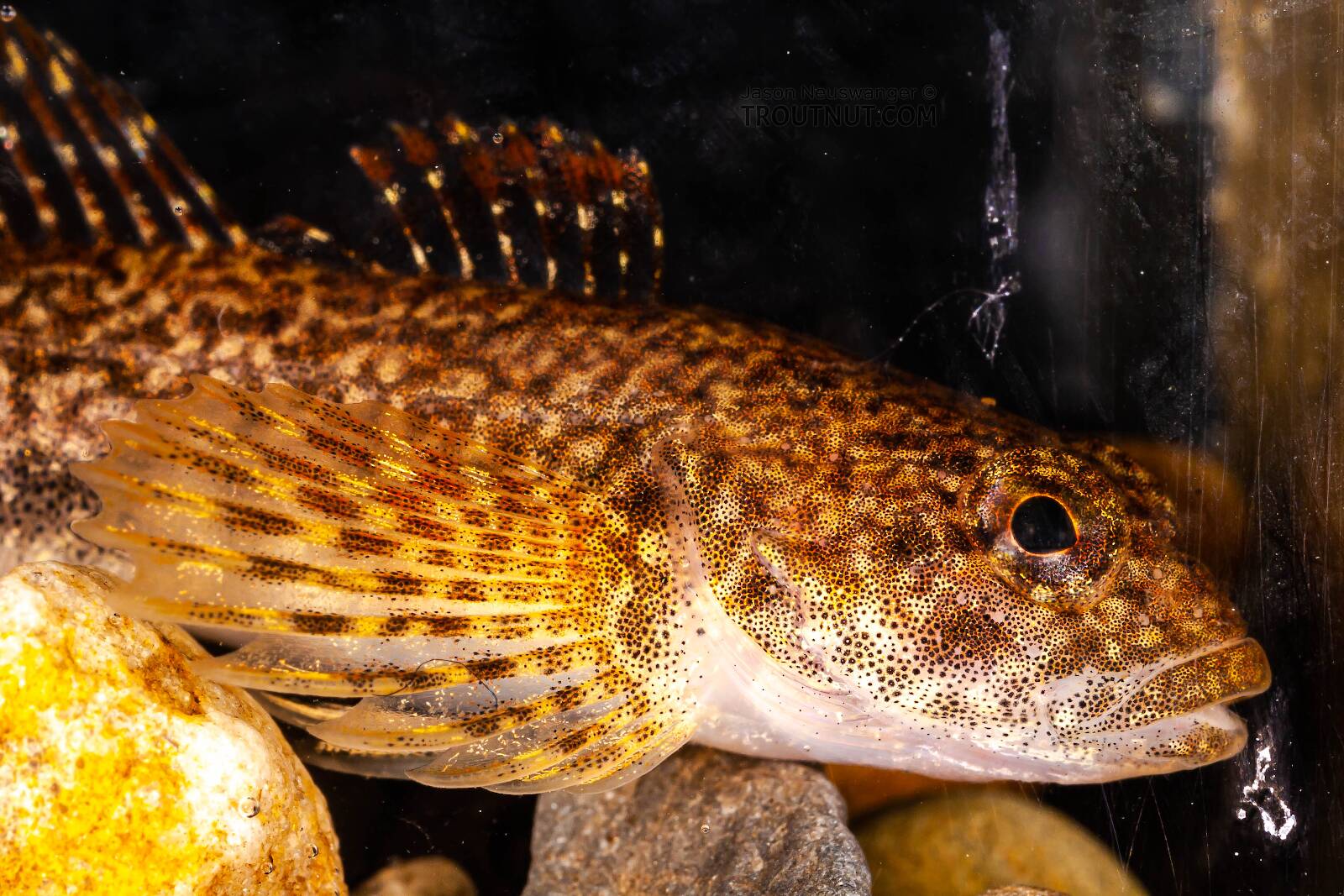 Cottidae (Sculpin) Fish Adult Pictures