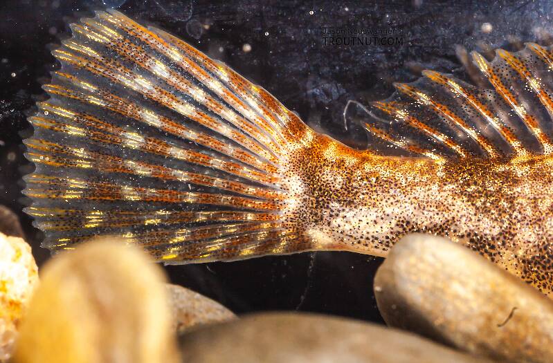 Cottidae (Sculpin) Fish Adult Pictures