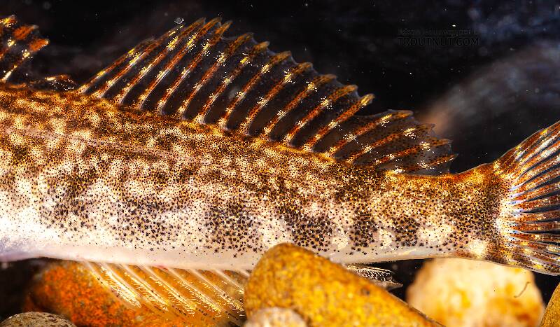 Cottidae (Sculpin) Fish Adult Pictures