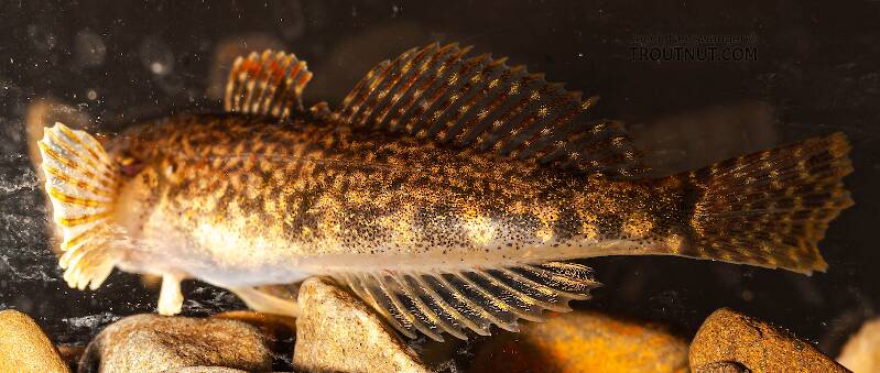 Cottidae (Sculpin) Fish Adult Pictures