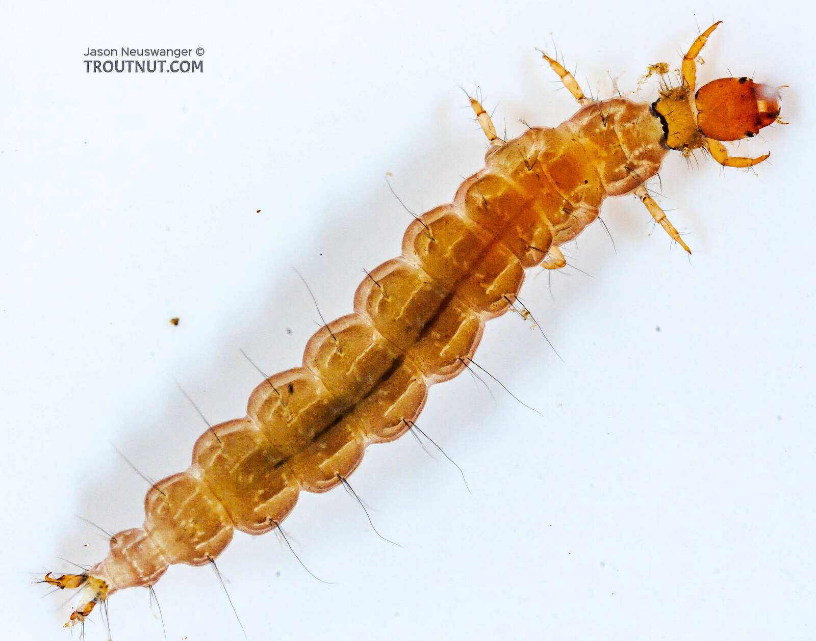 Caddisfly Family Rhyacophilidae (Green Sedges)