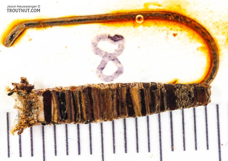 Brachycentridae (Apple Caddis and Grannoms) Caddisfly Larva Pictures