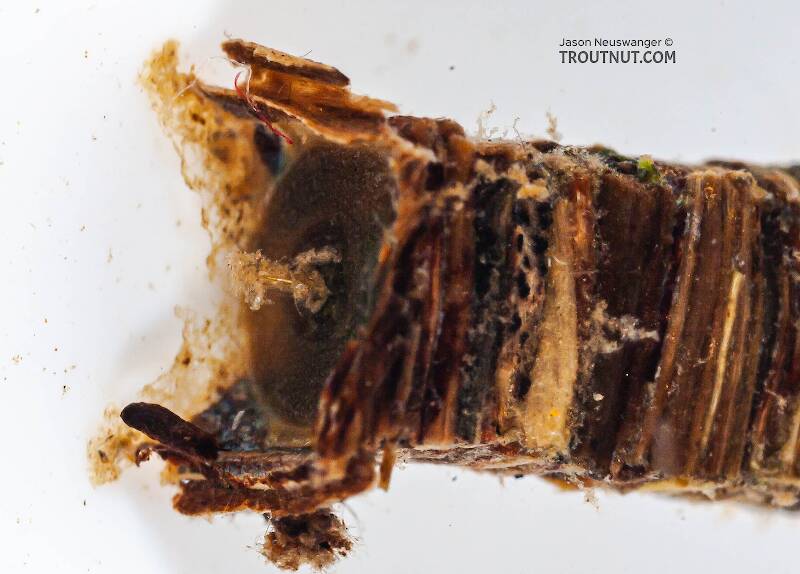 Brachycentridae (Apple Caddis and Grannoms) Caddisfly Larva Pictures