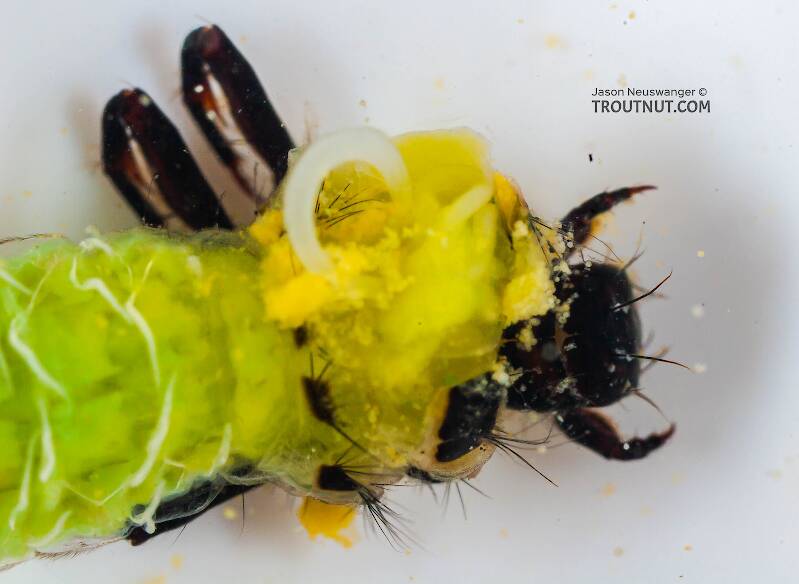 Brachycentridae (Apple Caddis and Grannoms) Caddisfly Larva Pictures