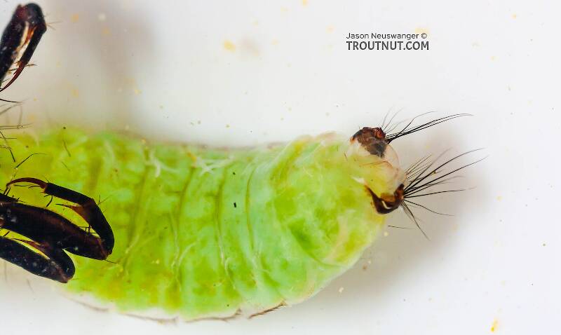 Brachycentridae (Apple Caddis and Grannoms) Caddisfly Larva Pictures