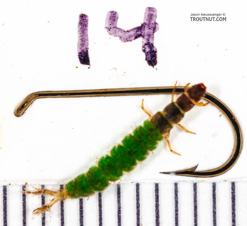 Hydropsychidae Caddisfly Larva Pictures