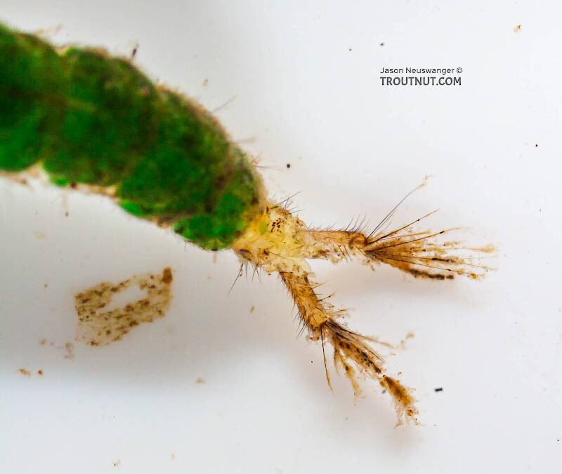 Hydropsychidae Caddisfly Larva Pictures
