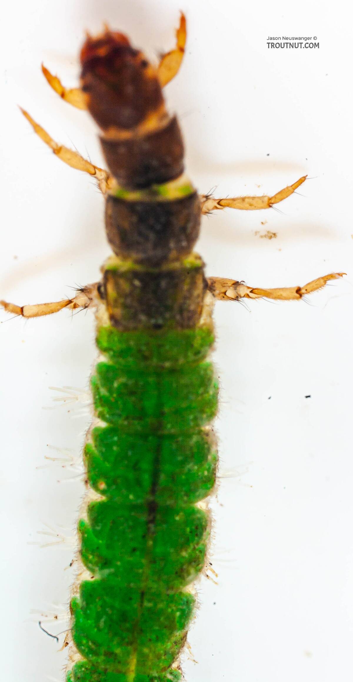 Hydropsychidae Caddisfly Larva Pictures