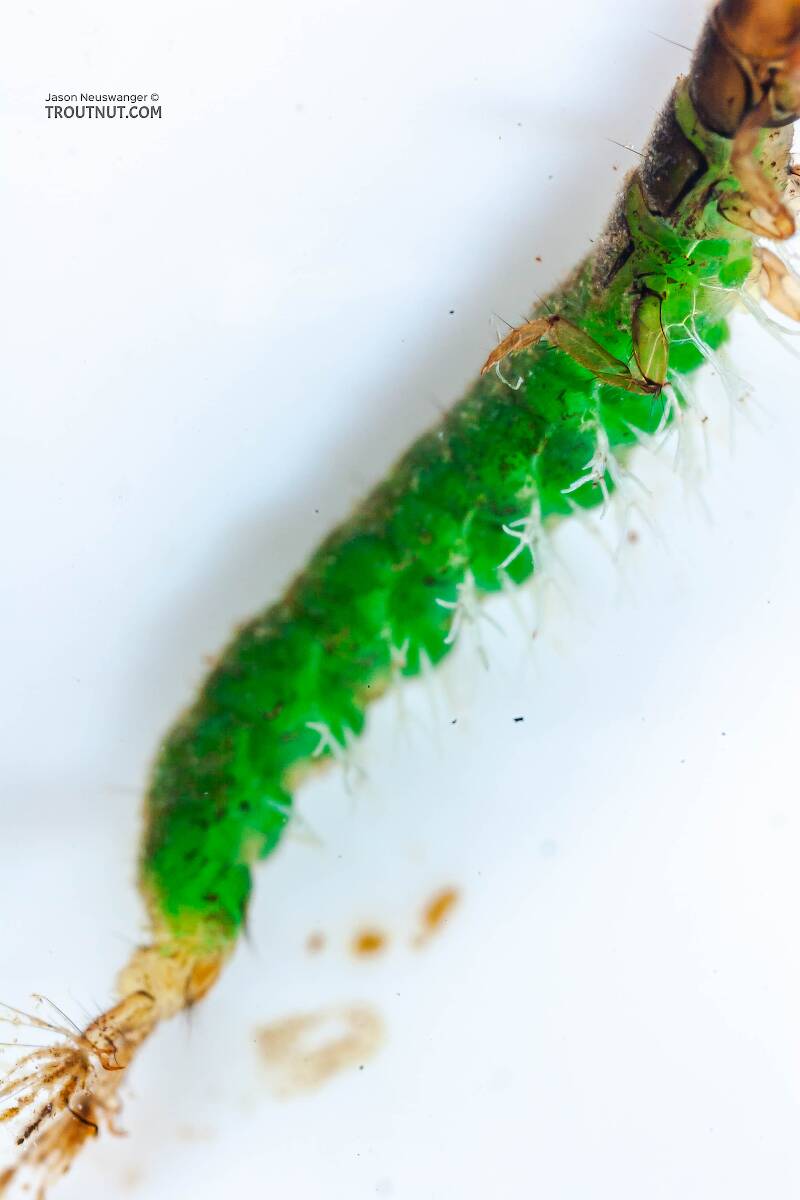 Hydropsychidae Caddisfly Larva Pictures