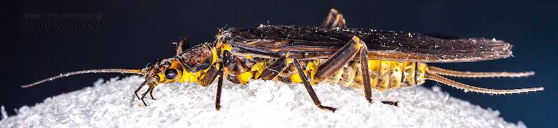Female Paragnetina (Golden Stone) Stonefly Adult Pictures