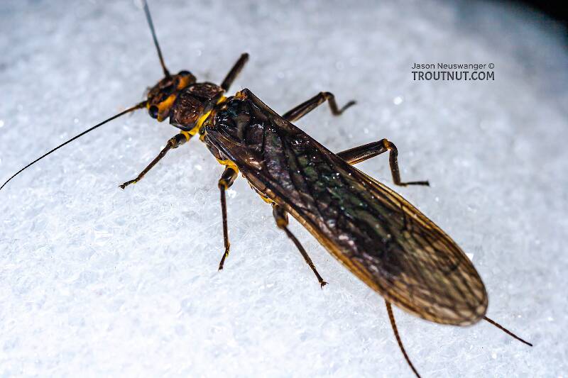 Female Paragnetina (Golden Stone) Stonefly Adult Pictures