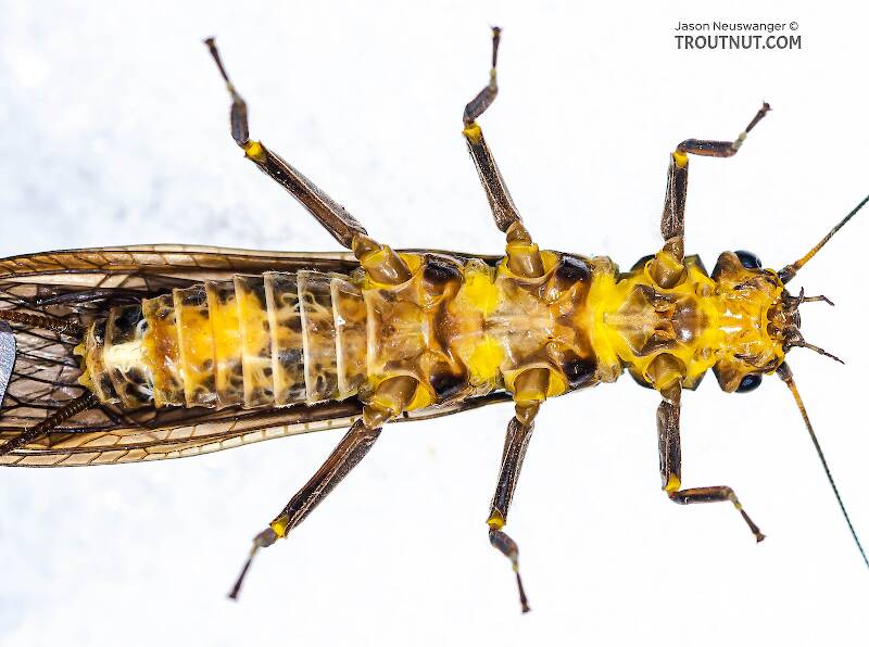 Female Paragnetina (Golden Stone) Stonefly Adult Pictures