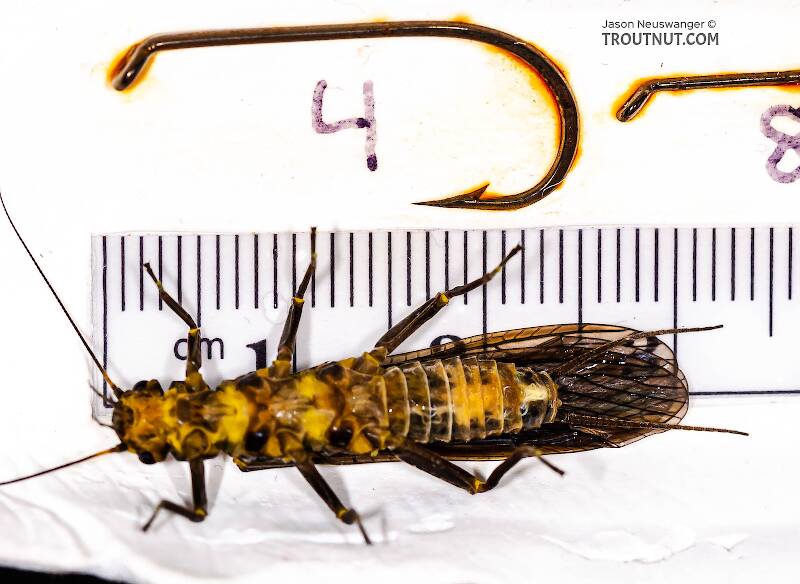 Female Paragnetina (Golden Stone) Stonefly Adult Pictures