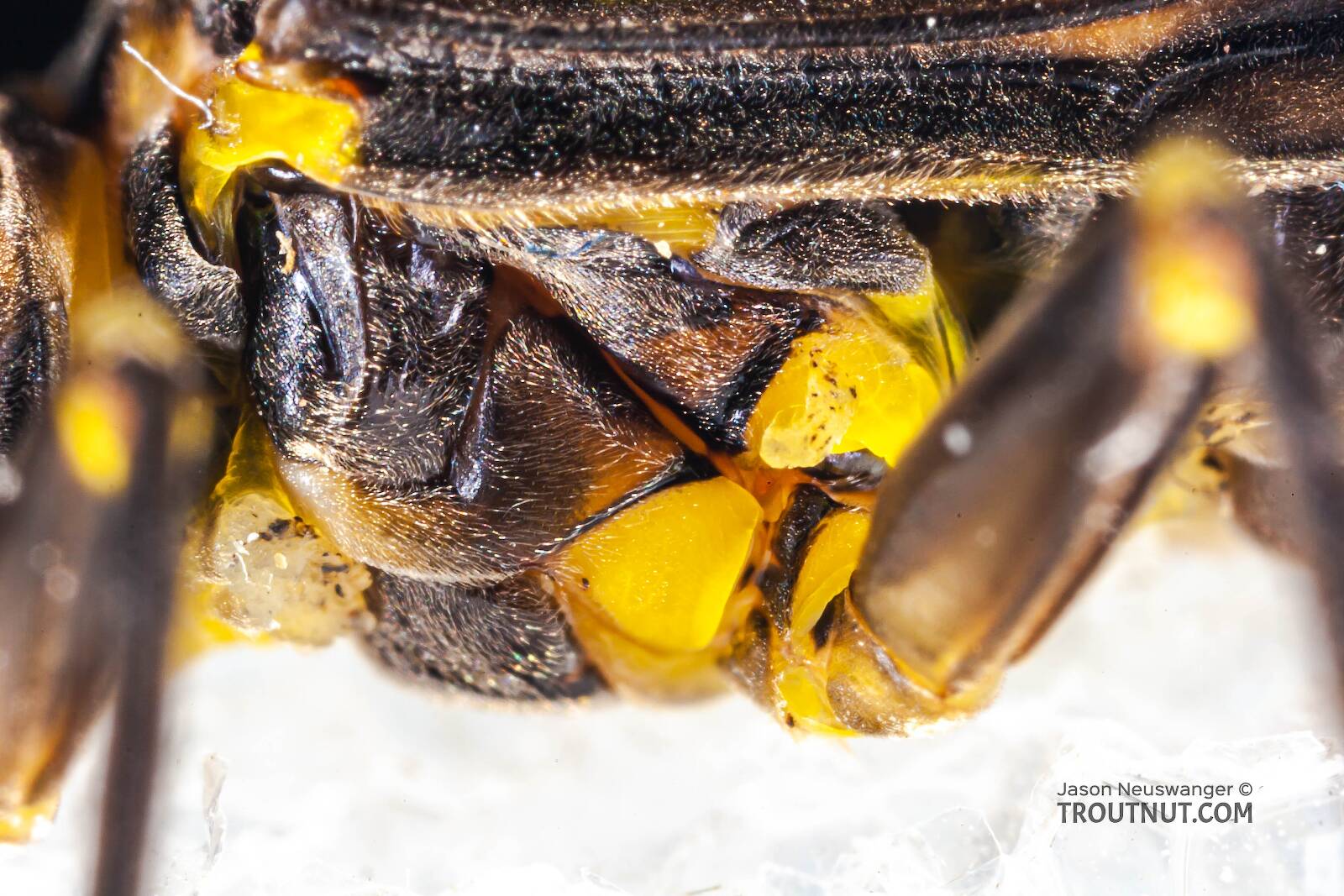 Female Paragnetina (Golden Stone) Stonefly Adult Pictures