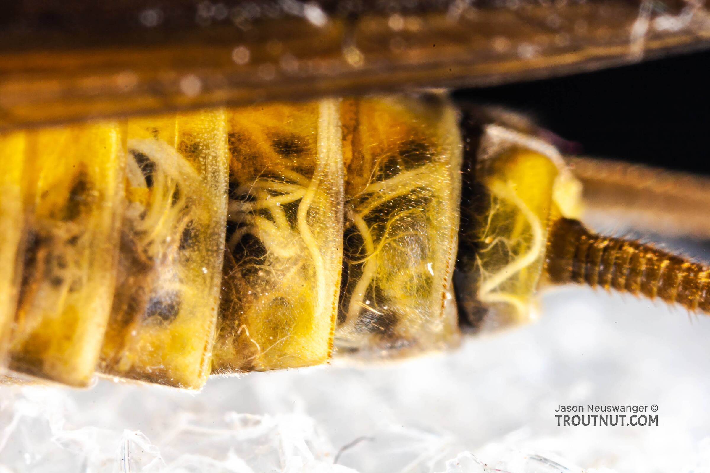 Female Paragnetina (Golden Stone) Stonefly Adult Pictures