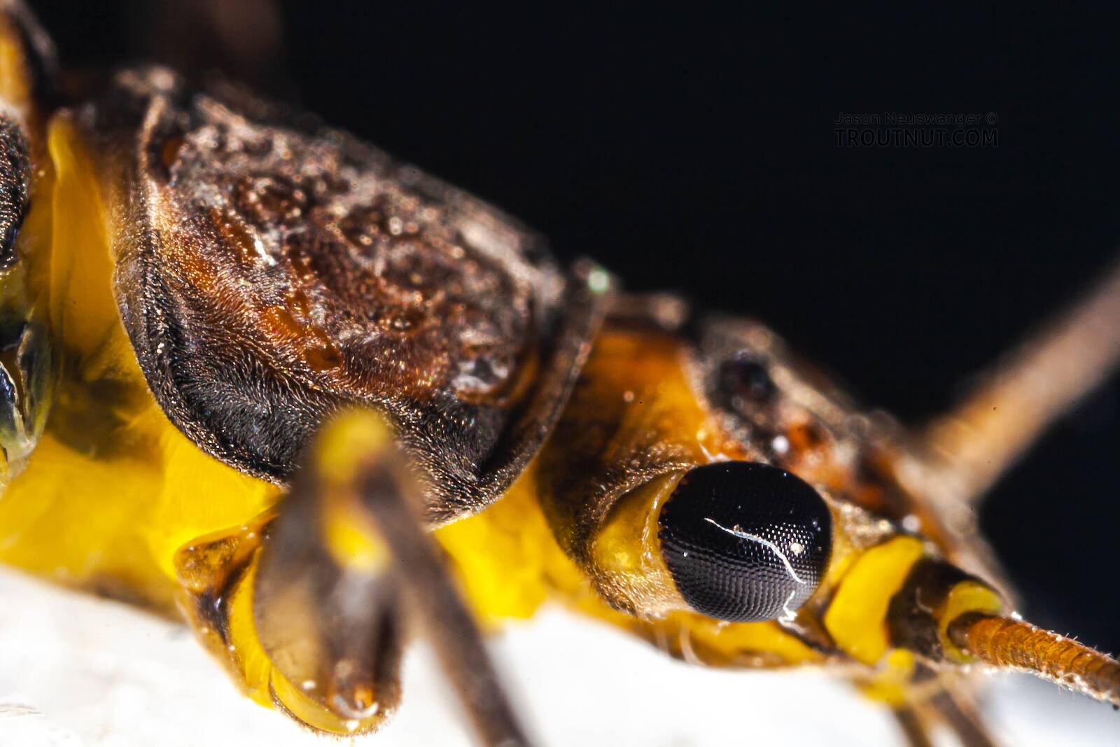 Female Paragnetina (Golden Stone) Stonefly Adult Pictures