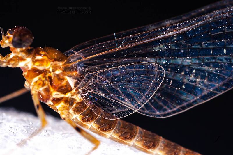 Male Epeorus (Little Maryatt) Mayfly Spinner Pictures