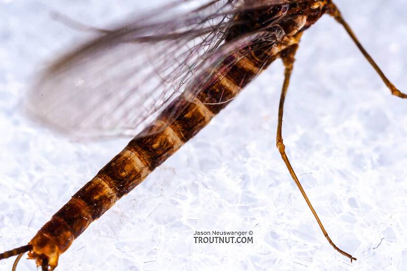 Male Epeorus (Little Maryatt) Mayfly Spinner Pictures