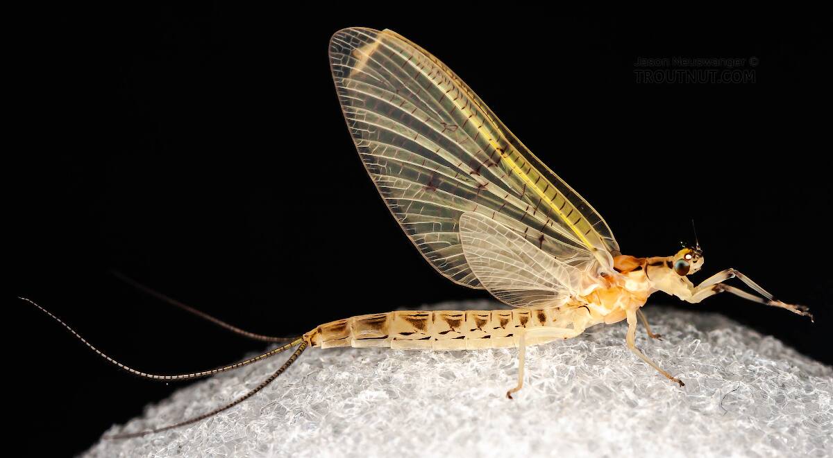Female Ephemera varia (Yellow Drake) Mayfly Dun Pictures
