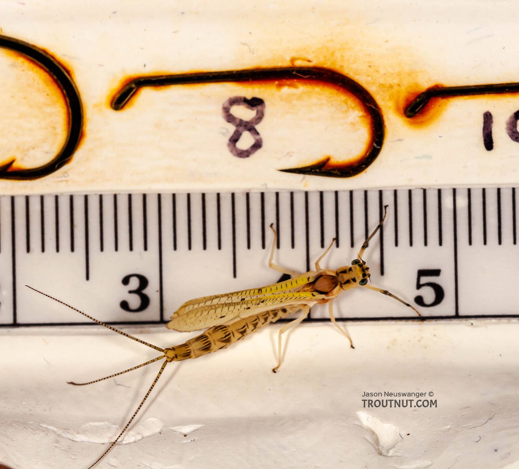 Female Ephemera varia (Yellow Drake) Mayfly Dun Pictures