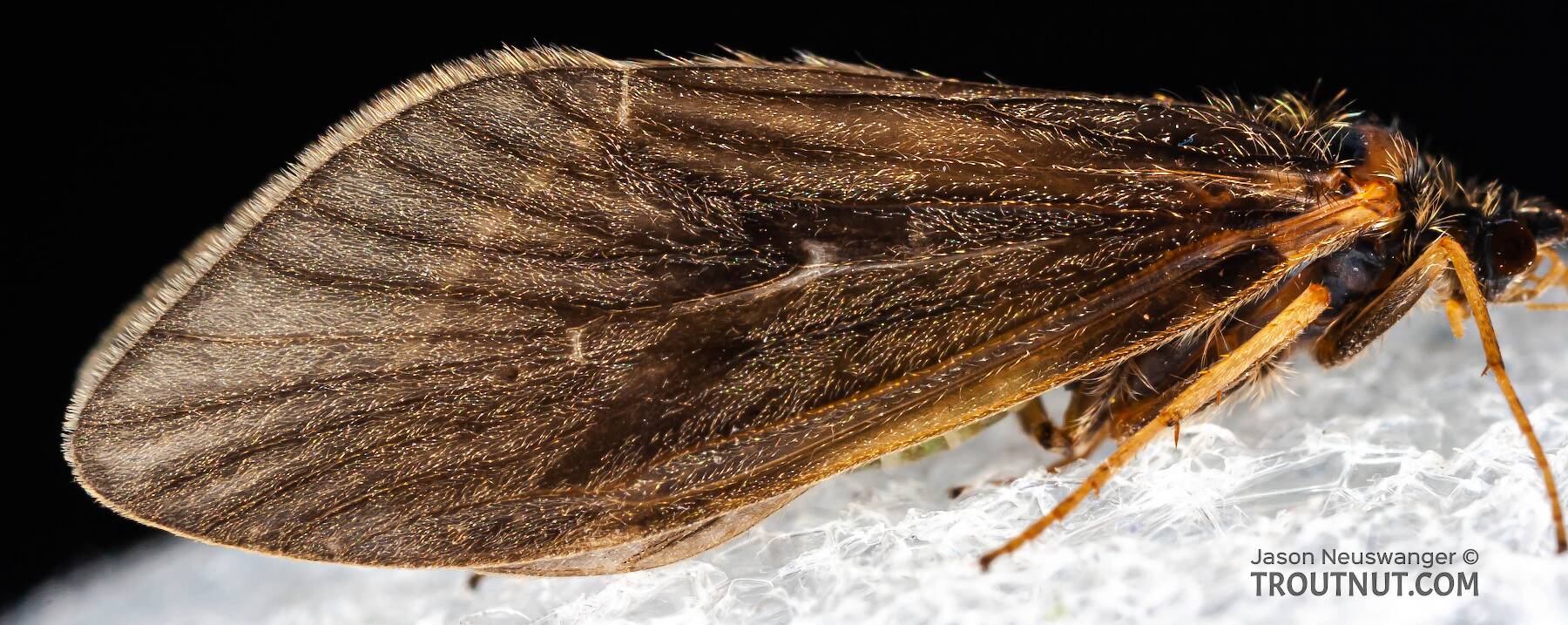 Brachycentrus appalachia (Apple Caddis) Caddisfly Adult Pictures