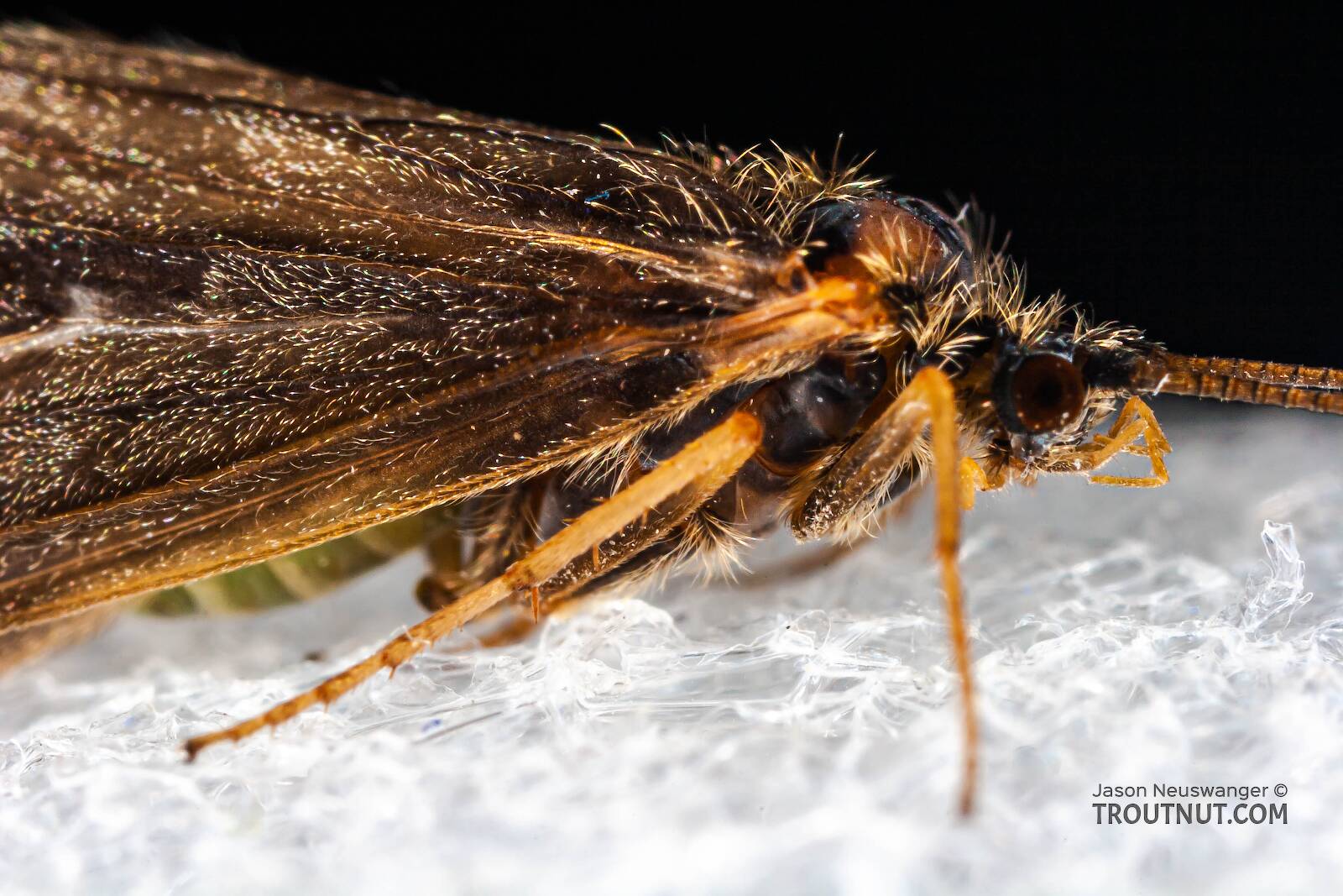 Brachycentrus appalachia (Apple Caddis) Caddisfly Adult Pictures