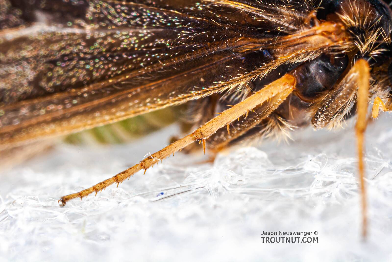 Brachycentrus appalachia (Apple Caddis) Caddisfly Adult Pictures