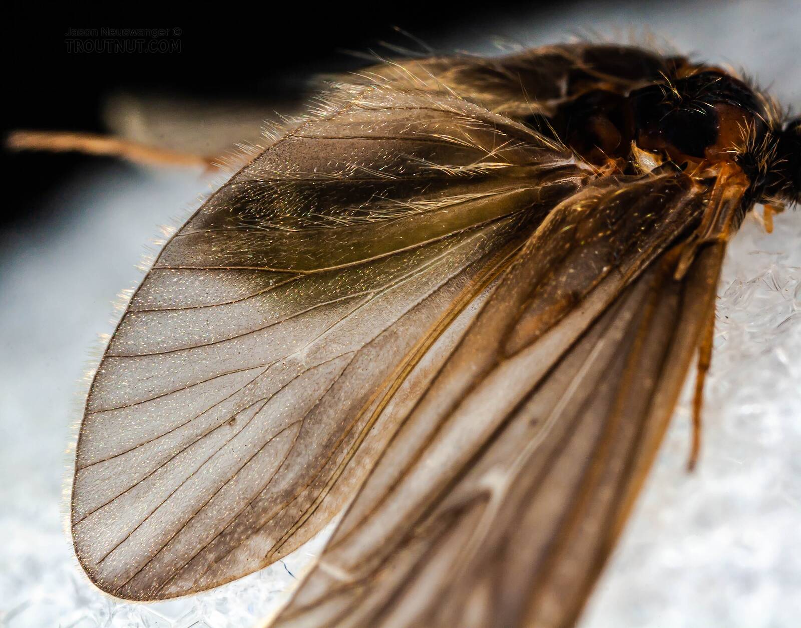 Brachycentrus appalachia (Apple Caddis) Caddisfly Adult Pictures