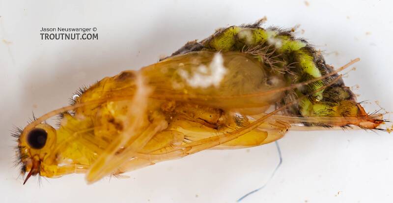 Hydropsyche (Spotted Sedge) Caddisfly Pupa Pictures