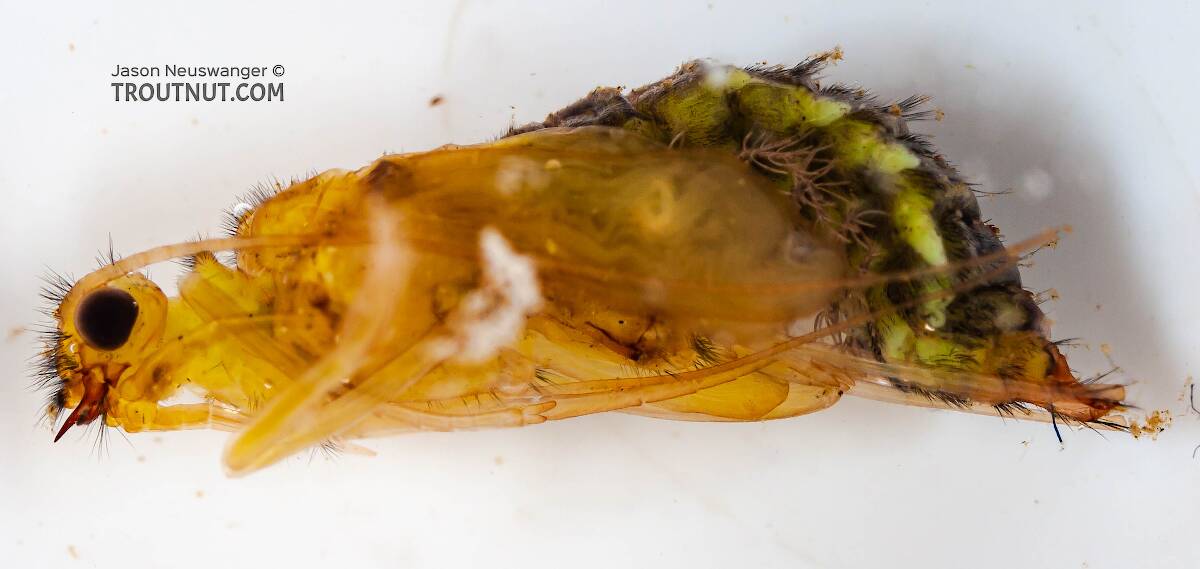 Hydropsyche (Spotted Sedge) Caddisfly Pupa Pictures