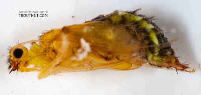 Caddisfly Genus Hydropsyche (Spotted Sedges)