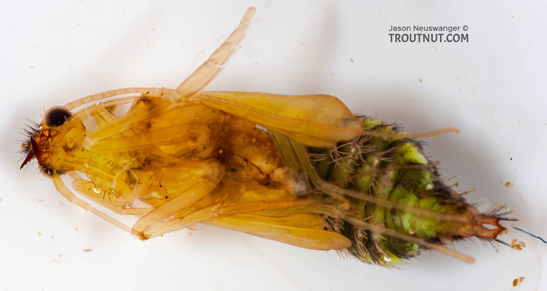 Hydropsyche (Spotted Sedge) Caddisfly Pupa Pictures