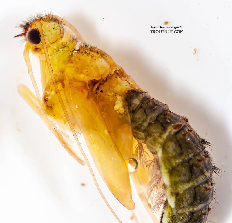 Hydropsyche (Spotted Sedge) Caddisfly Pupa Pictures
