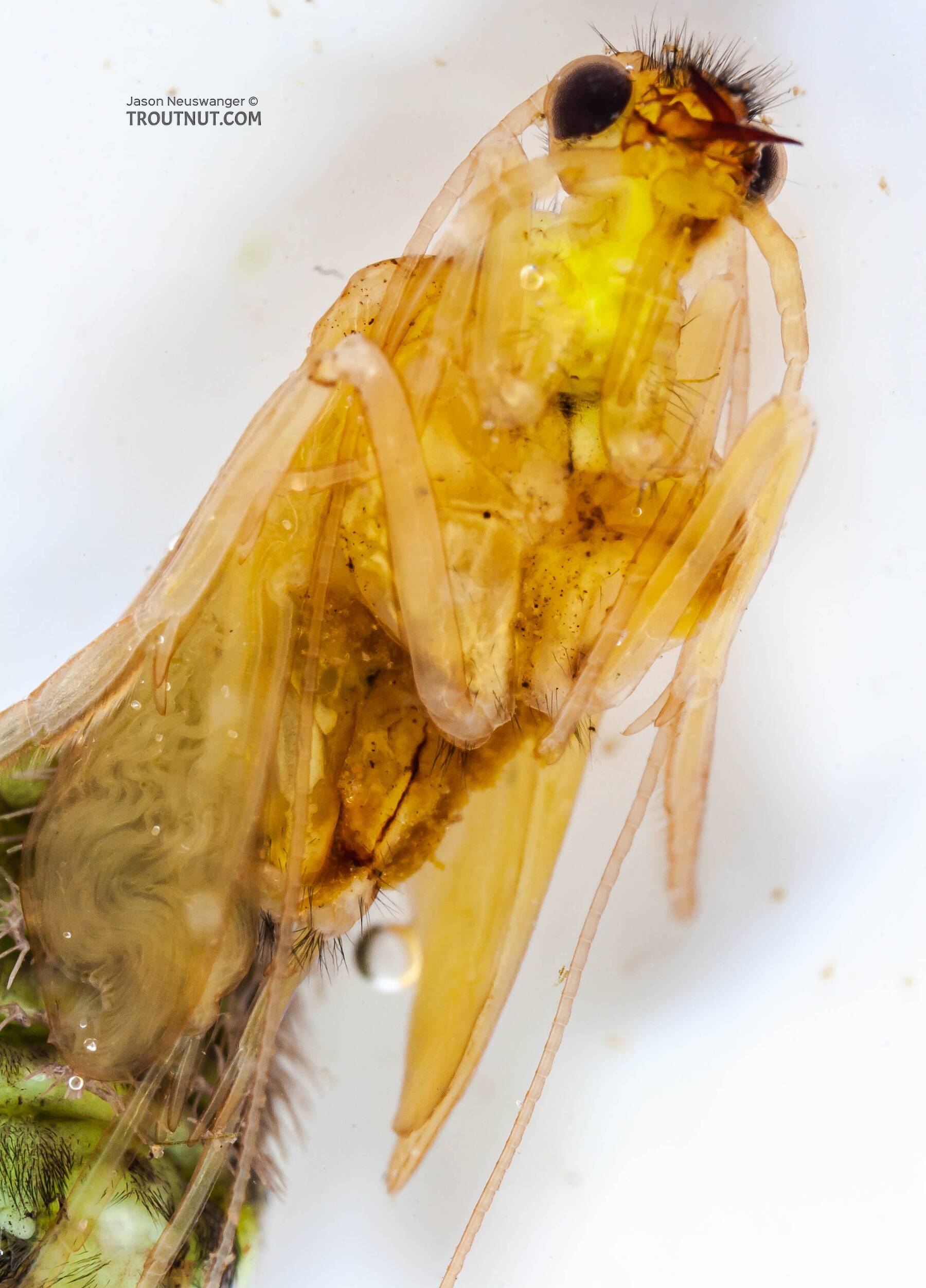 Hydropsyche (Spotted Sedge) Caddisfly Pupa Pictures