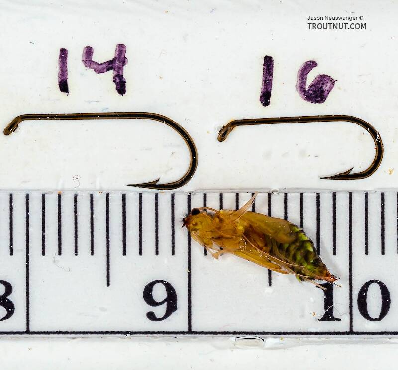 Hydropsyche (Spotted Sedge) Caddisfly Pupa Pictures