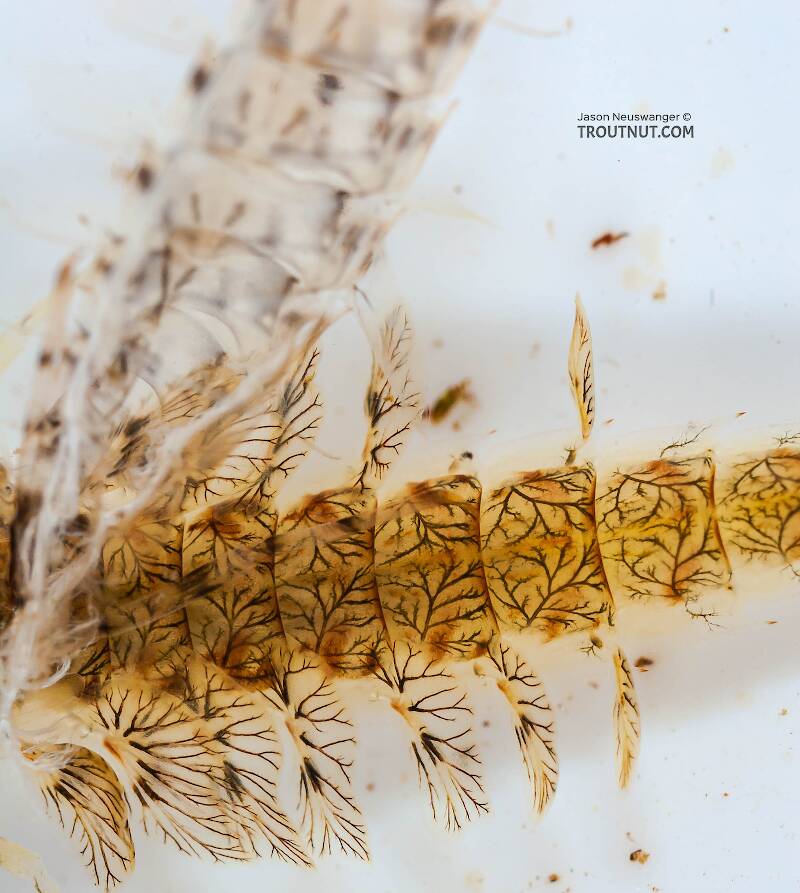 Siphlonurus quebecensis (Adams) Mayfly Nymph Pictures