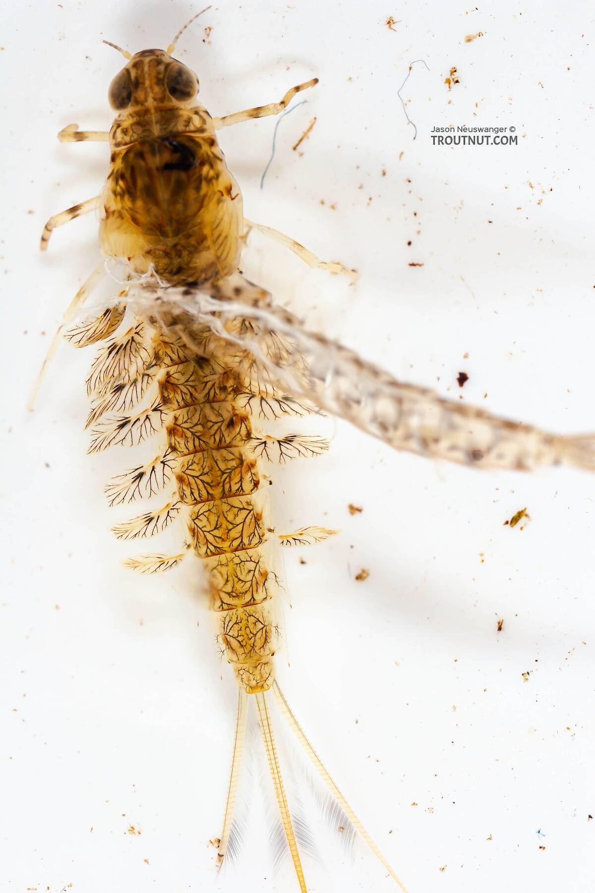 Siphlonurus quebecensis (Adams) Mayfly Nymph Pictures