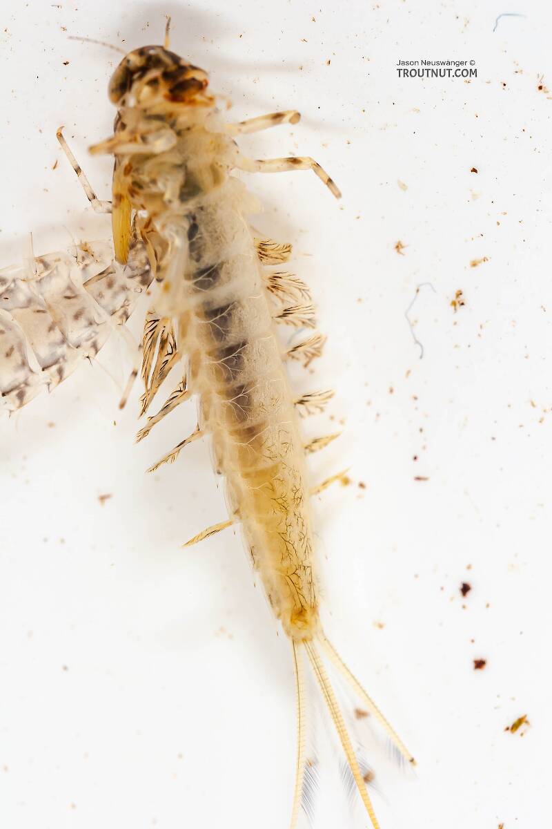 Siphlonurus quebecensis (Adams) Mayfly Nymph Pictures