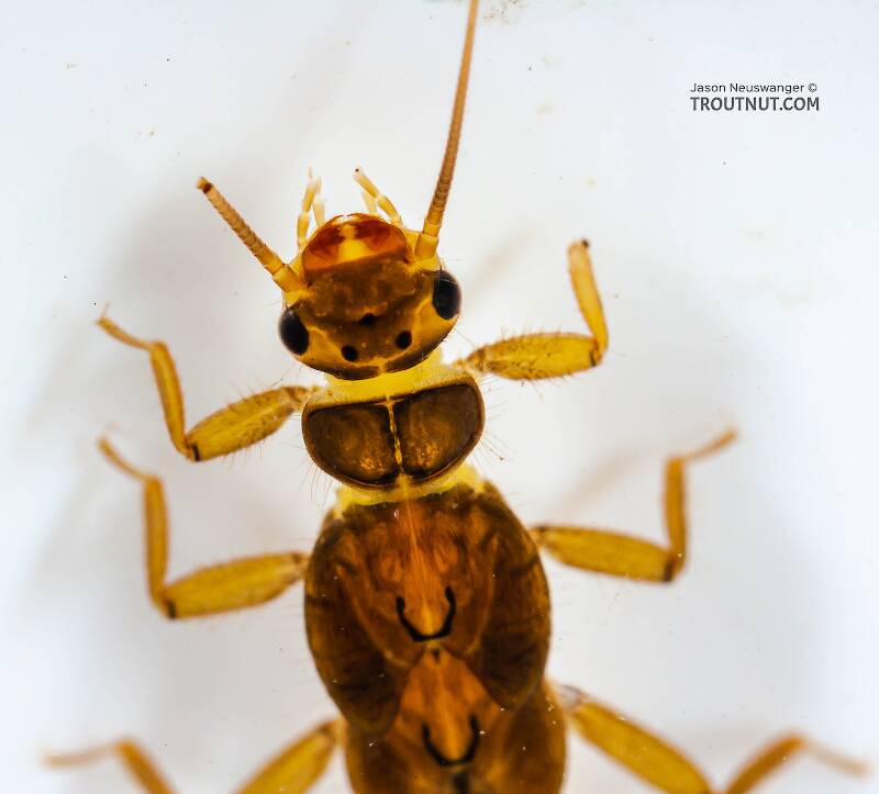 Sweltsa (Sallfly) Stonefly Nymph Pictures