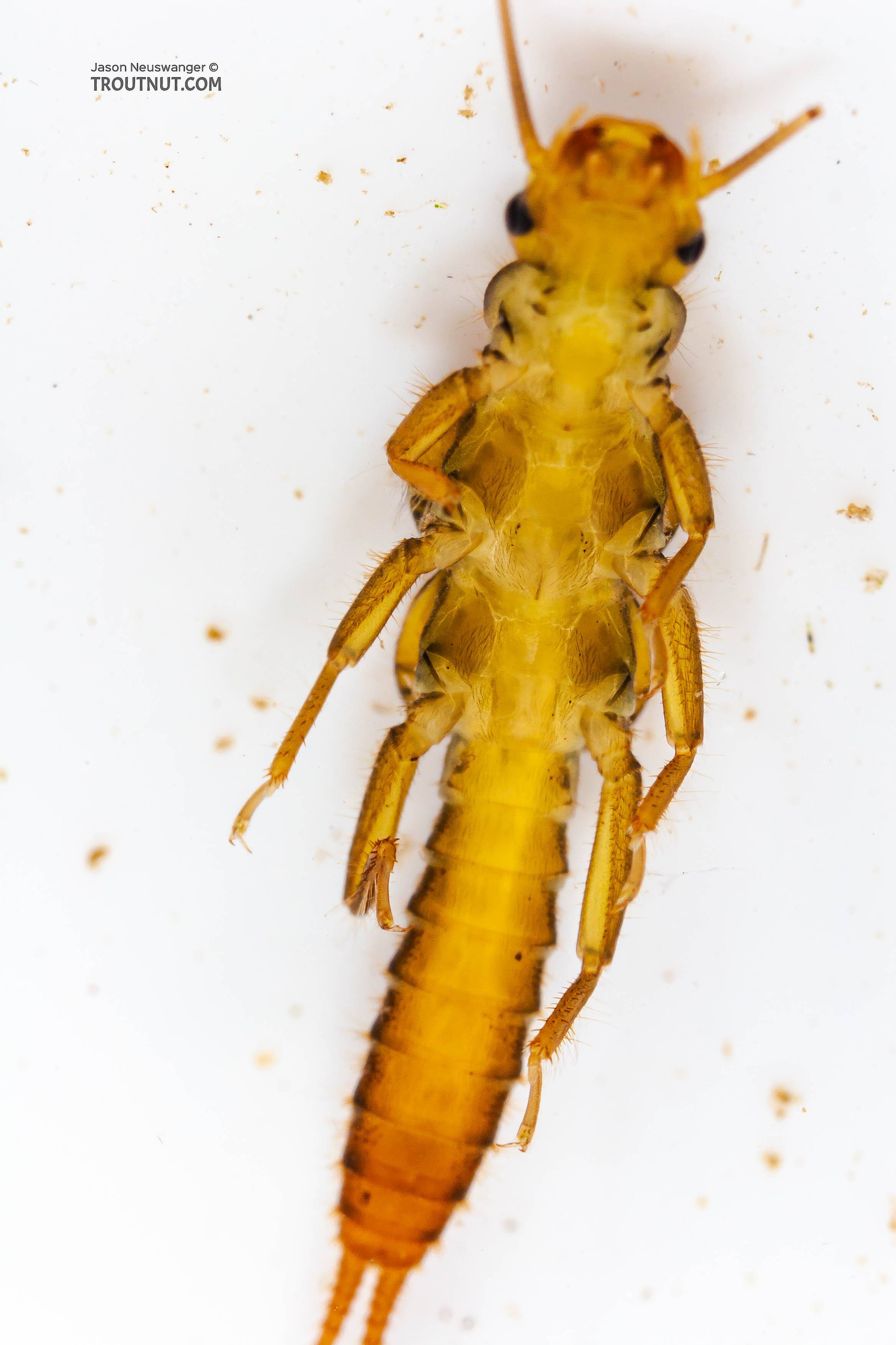 Sweltsa (Sallfly) Stonefly Nymph Pictures