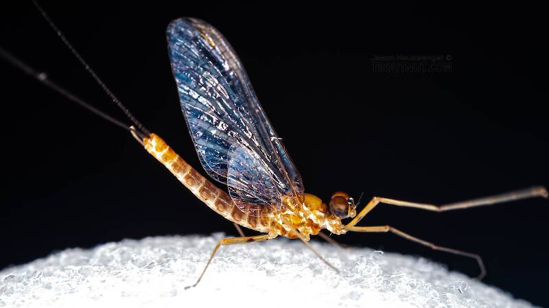 Male Epeorus pleuralis (Quill Gordon) Mayfly Spinner Pictures