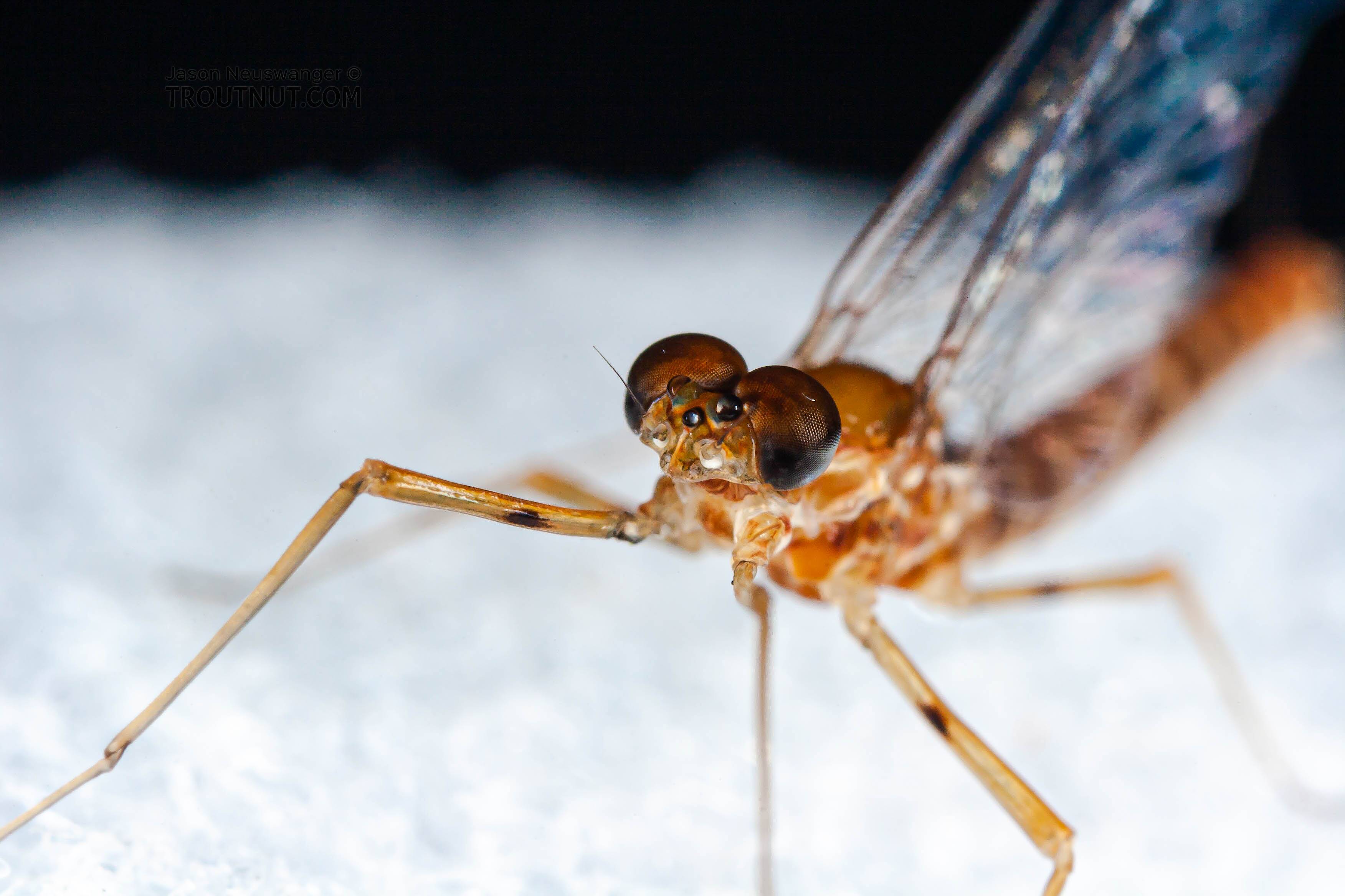 Mayfly Species Epeorus pleuralis (Quill Gordons)