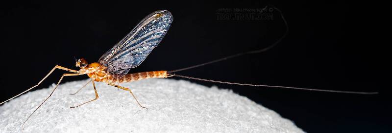 Male Epeorus pleuralis (Quill Gordon) Mayfly Spinner Pictures