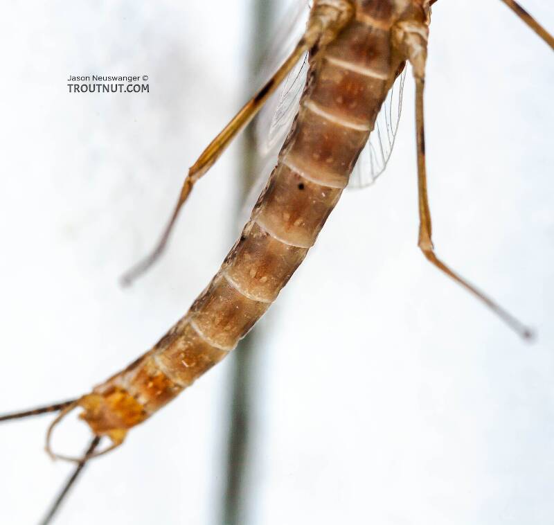 Male Epeorus pleuralis (Quill Gordon) Mayfly Spinner Pictures