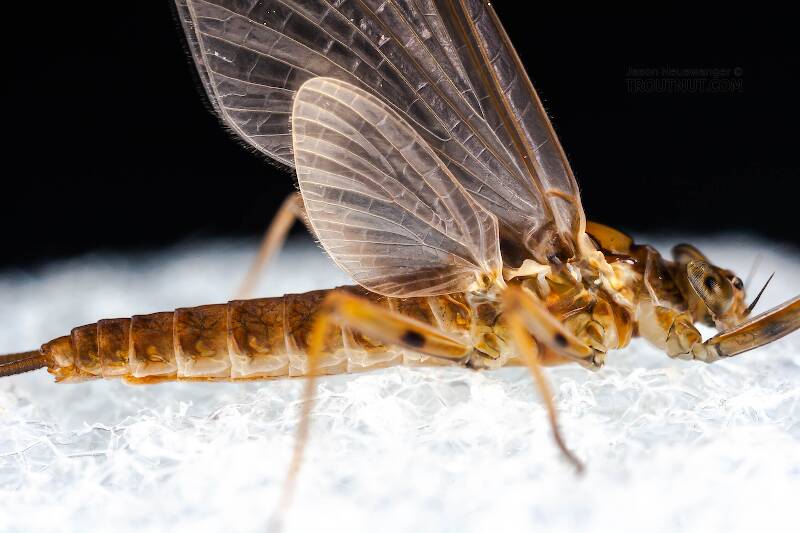 Female Epeorus pleuralis (Quill Gordon) Mayfly Dun Pictures
