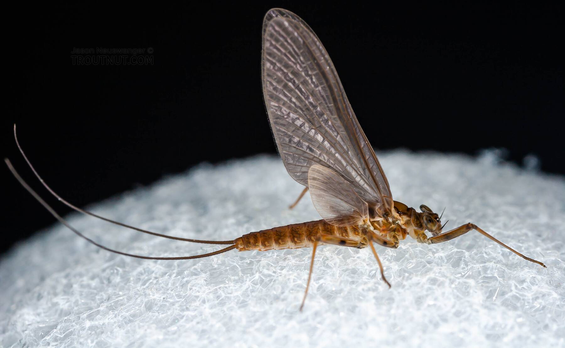 Mayfly Species Epeorus pleuralis (Quill Gordons)