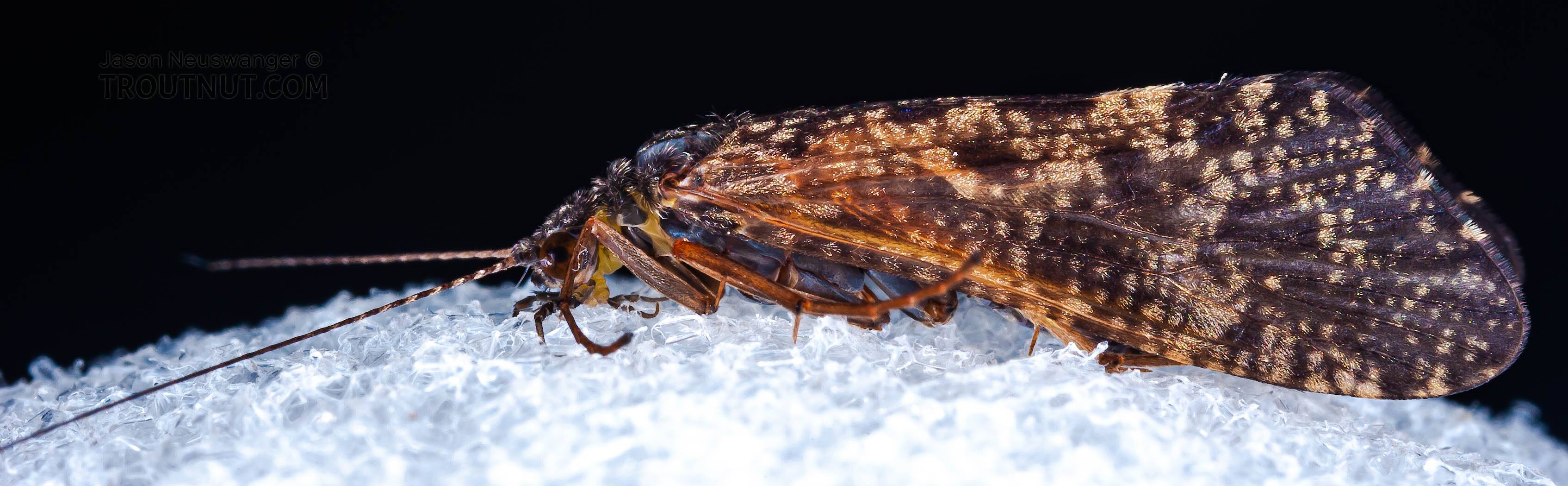 Caddisfly Genus Hydropsyche (Spotted Sedges)