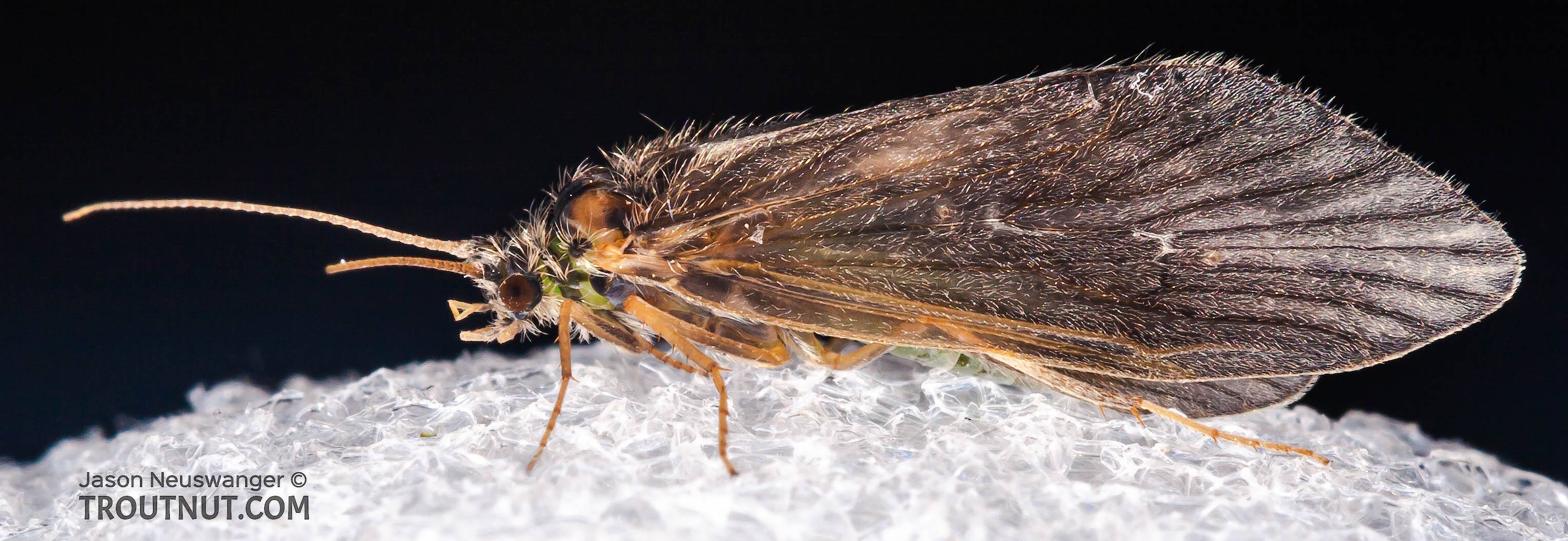 Caddisfly Genus Brachycentrus (Grannoms)