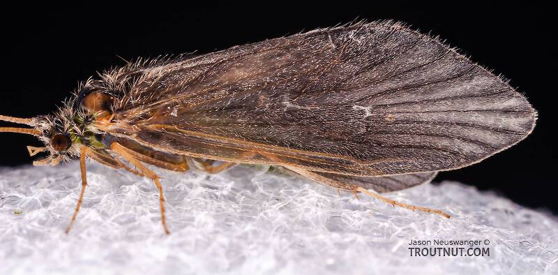 Brachycentrus appalachia (Apple Caddis) Caddisfly Adult Pictures